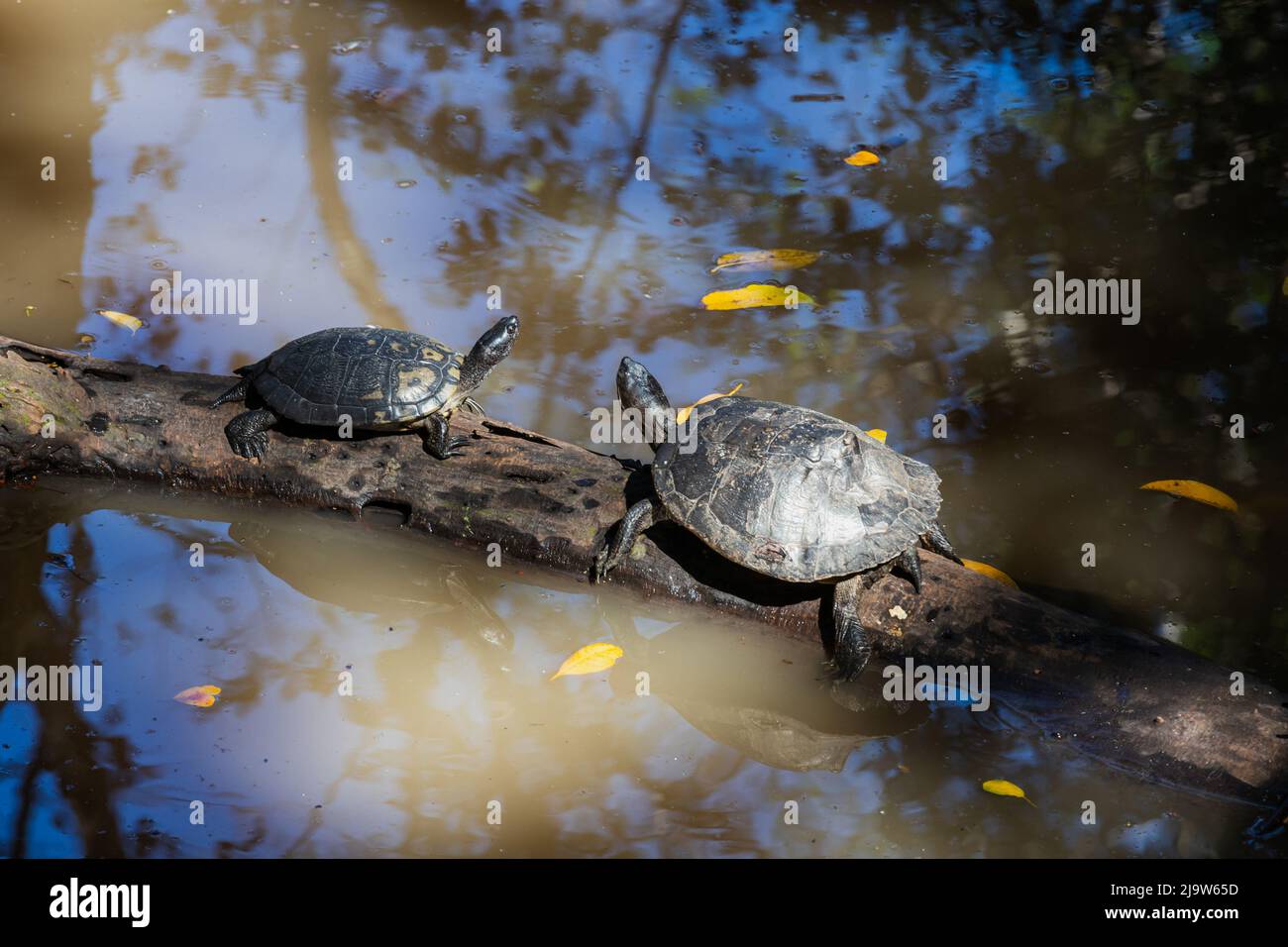Two wild turtles sit on a tree trunk in a small lake. Dominican ...