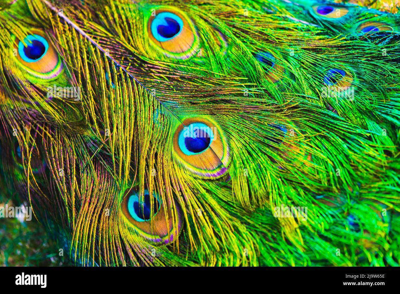 Peacock tail feathers, close up photo, abstract colorful natural ...
