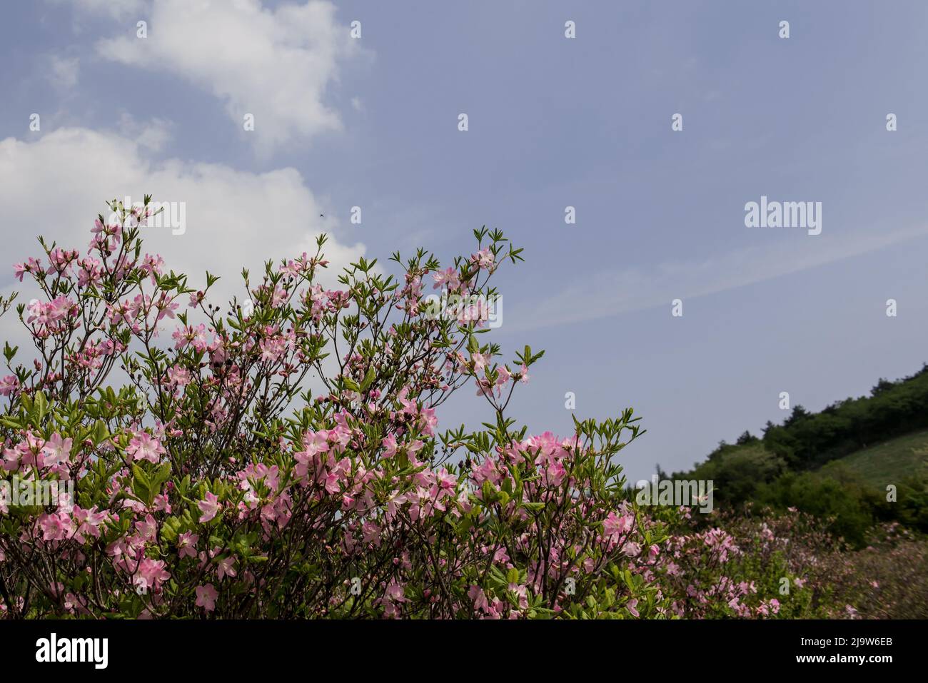 The beautiful pasture land, farm ranch Stock Photo - Alamy
