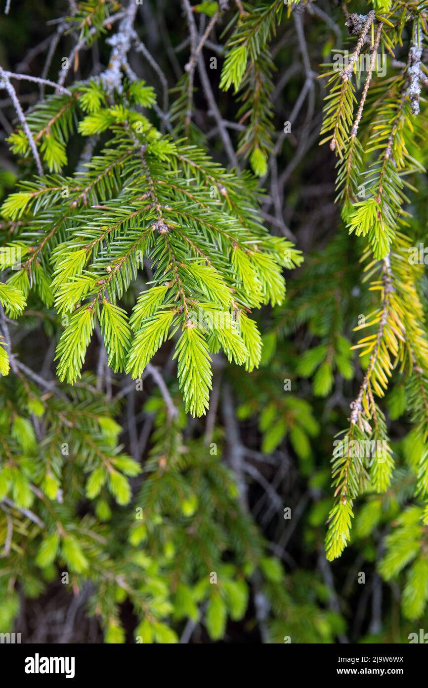 Young spruce sprout hi-res stock photography and images - Alamy