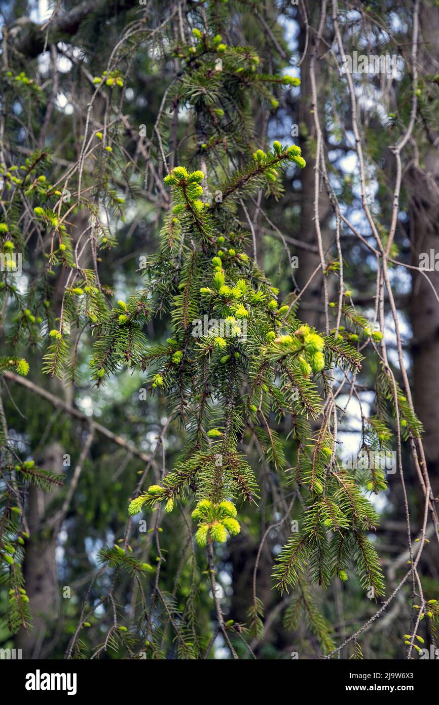 spruce twig with young, light green sprouts Stock Photo - Alamy