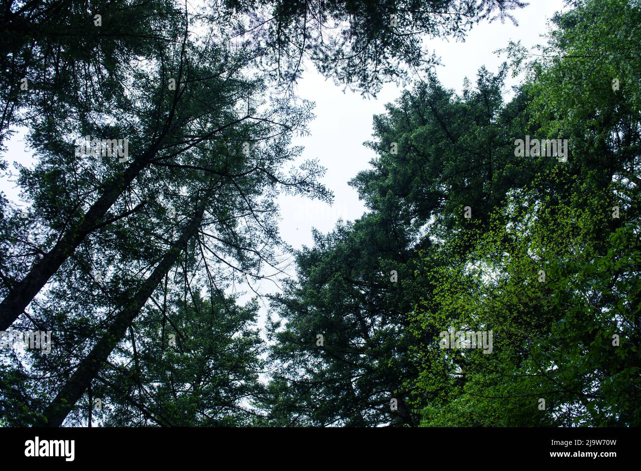 The beautiful forest in the deep mountain Stock Photo - Alamy