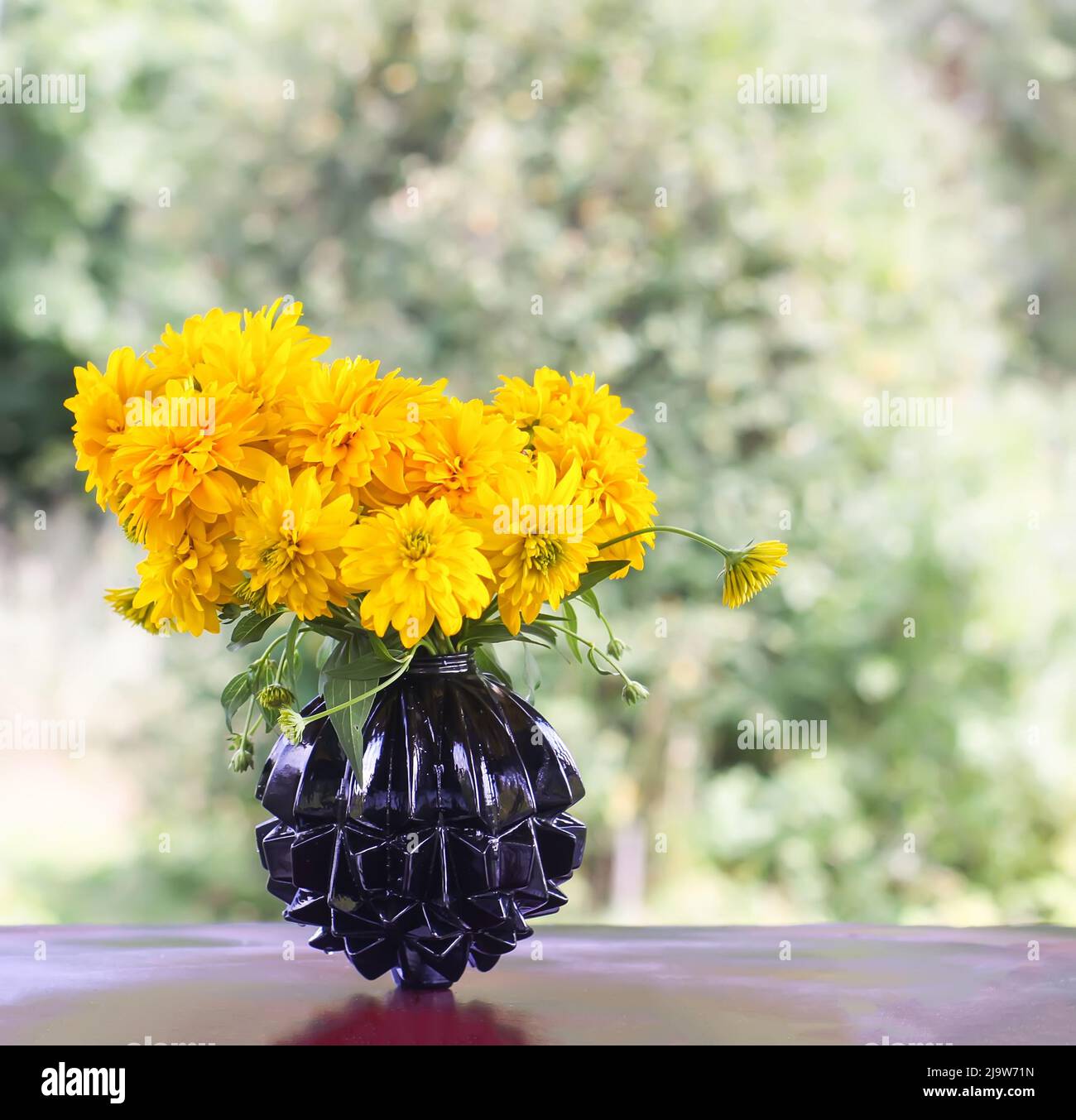 Rudbeckia laciniata golden ball yellow ornamental garden flowers in a ...