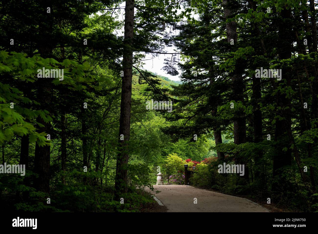 The beautiful forest in the deep mountain Stock Photo - Alamy