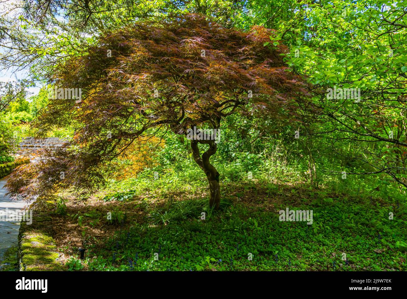 A Japanese Maple tree at an arboretum in Seouth Seattle, Washington ...