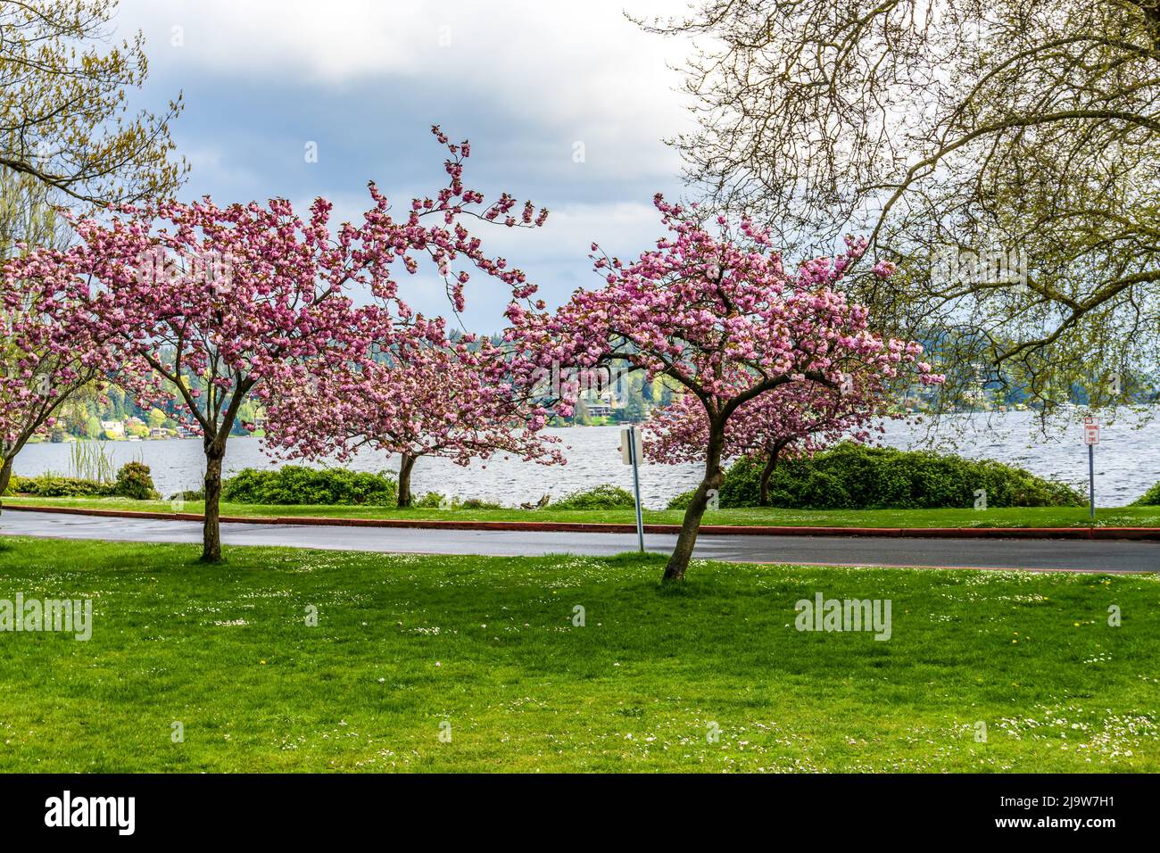 Cherry blossoms roadside trees hi-res stock photography and images - Alamy