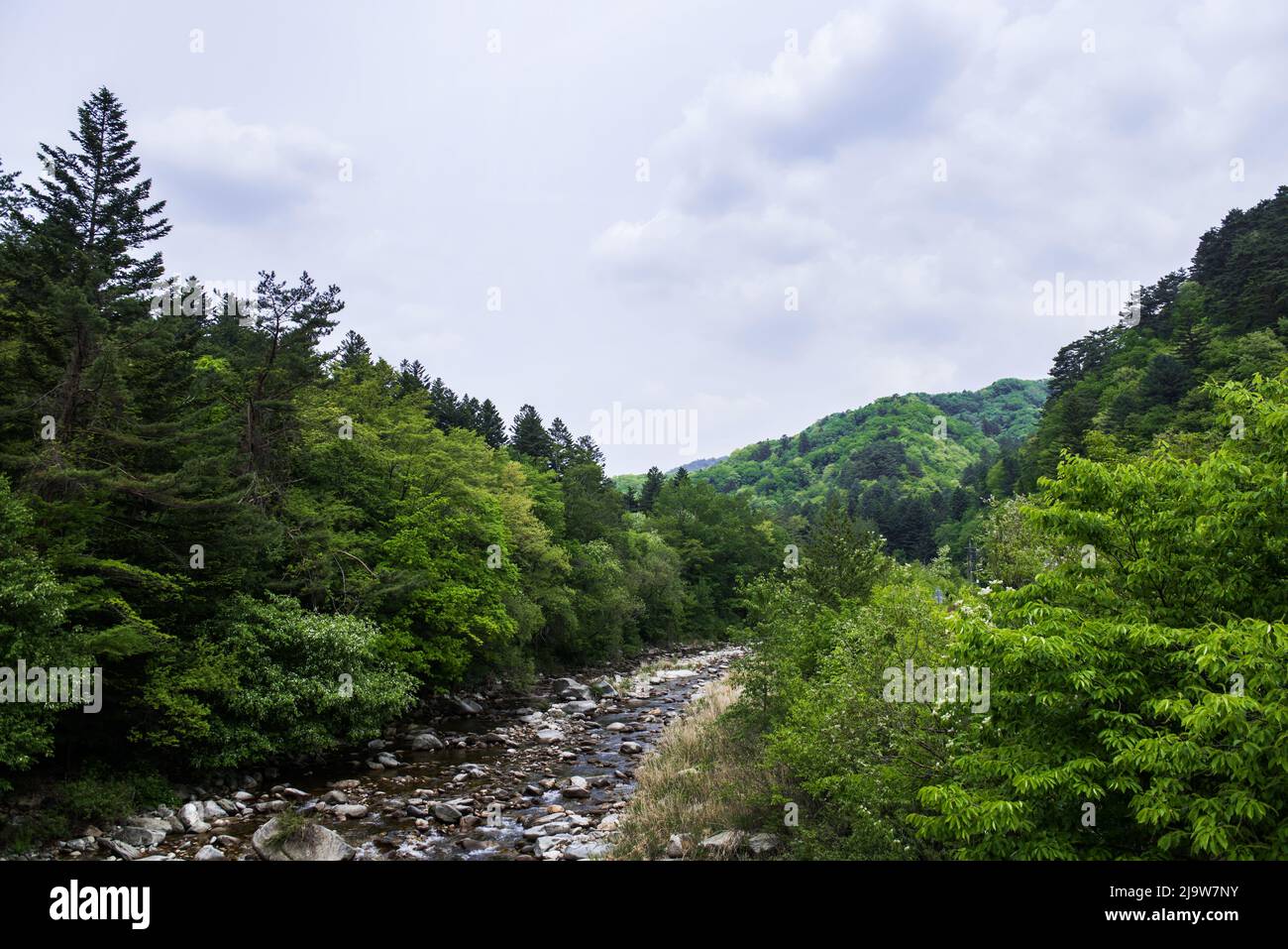 The beautiful forest,stream and bridge in the deep valley Stock Photo ...