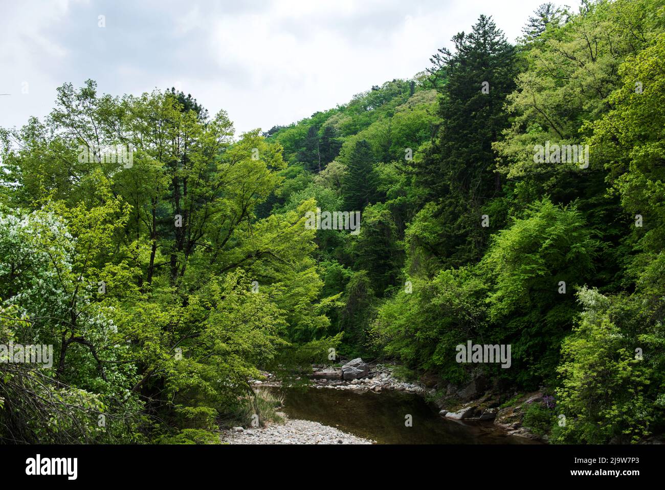 The beautiful forest,stream and bridge in the deep valley Stock Photo ...
