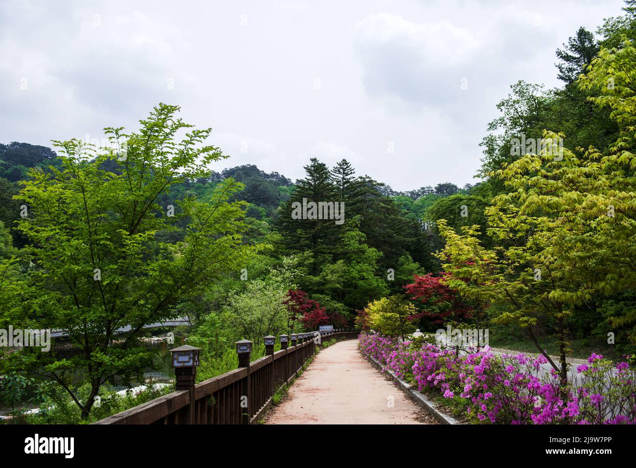 The beautiful forest,stream and bridge in the deep valley Stock Photo ...