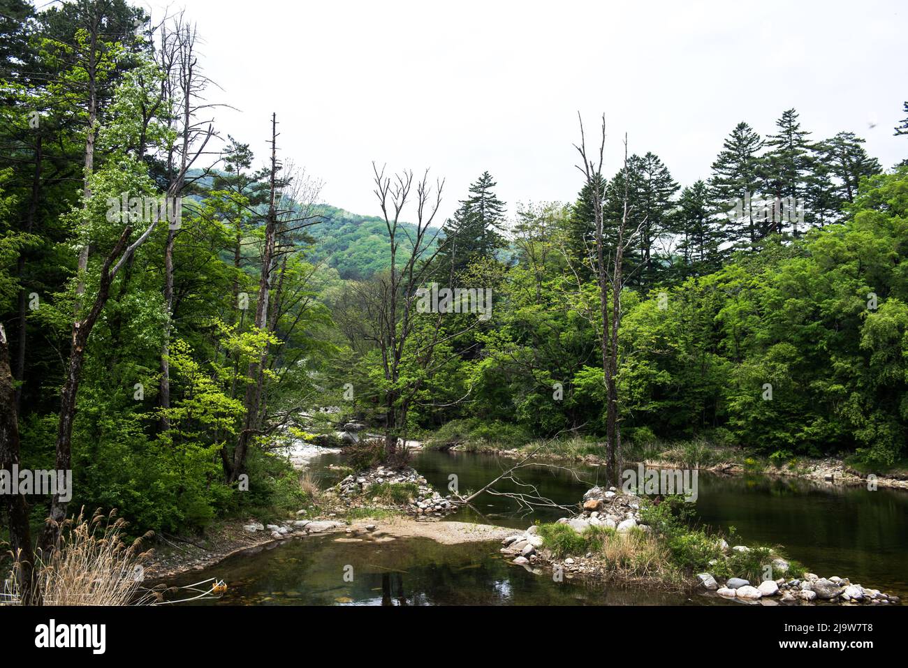 The beautiful forest,stream and bridge in the deep valley Stock Photo ...