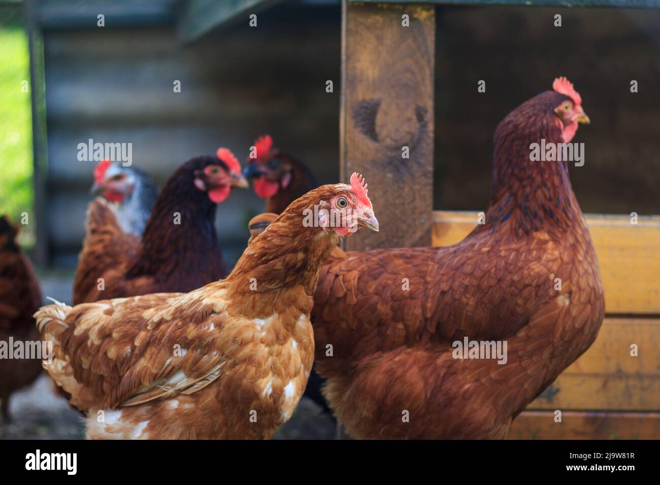 Chicken coop. Organic animal farm Stock Photo - Alamy