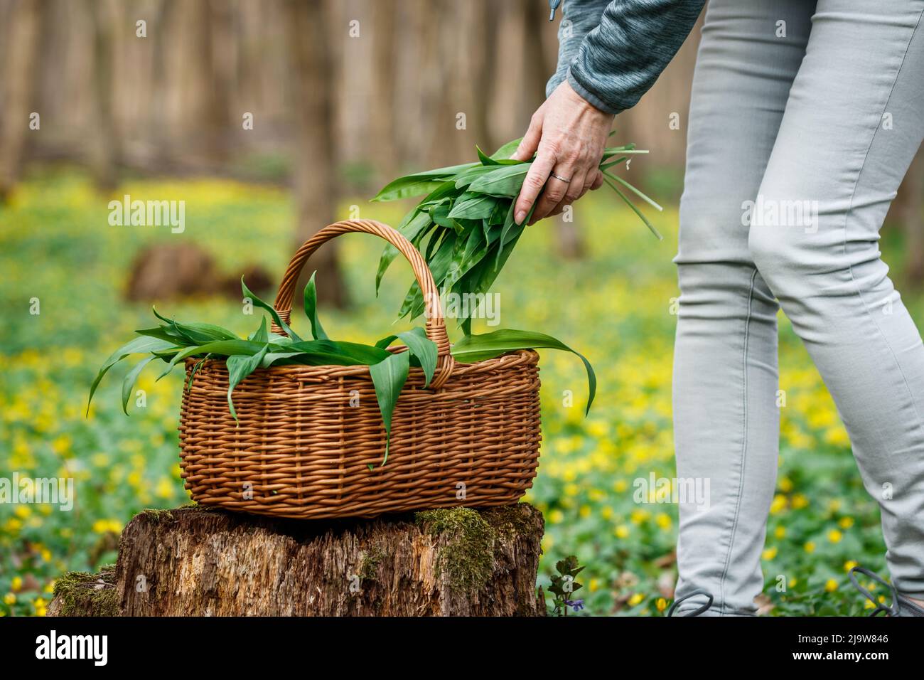 Herbal harvest. Woman picking wild garlic (allium ursinum) in forest ...