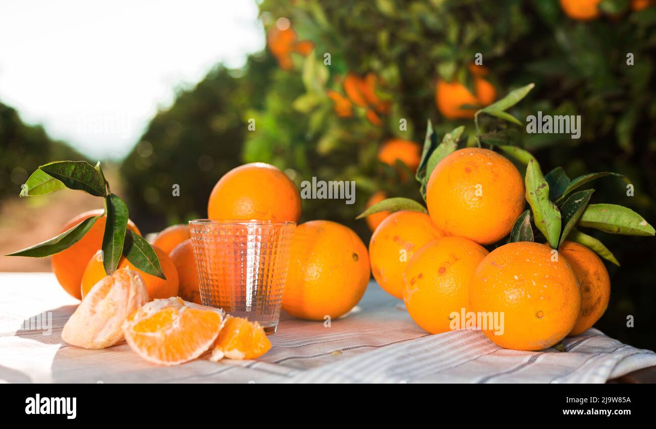still life of juicy oranges and juice on table in orange garden Stock ...