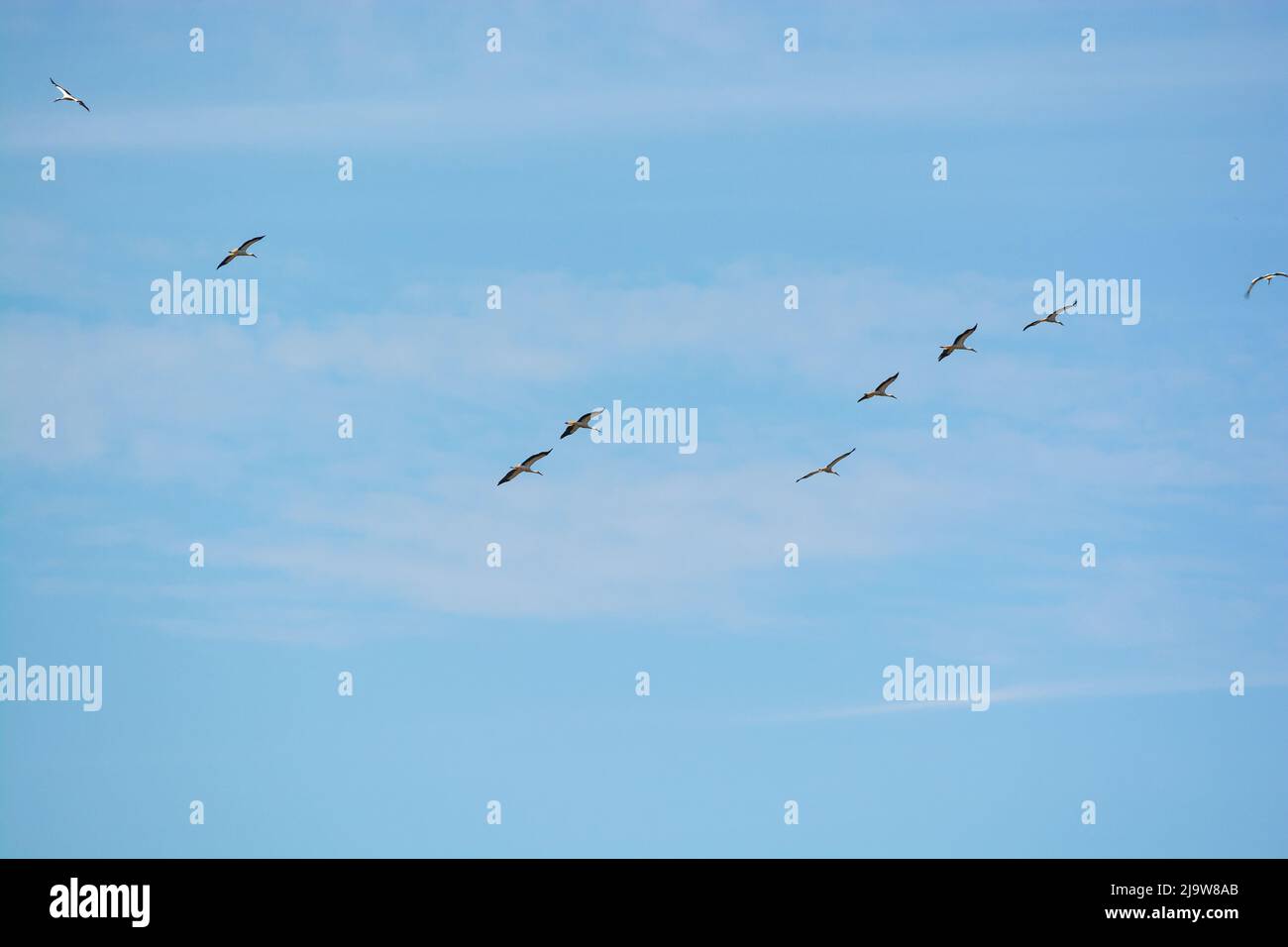 Flock of storks flying on the blue sky in Poland Stock Photo - Alamy