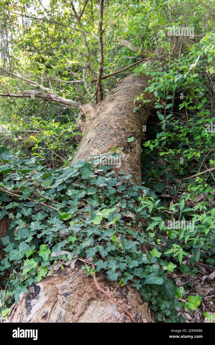 Small plants growing over old tree trunks Stock Photo - Alamy