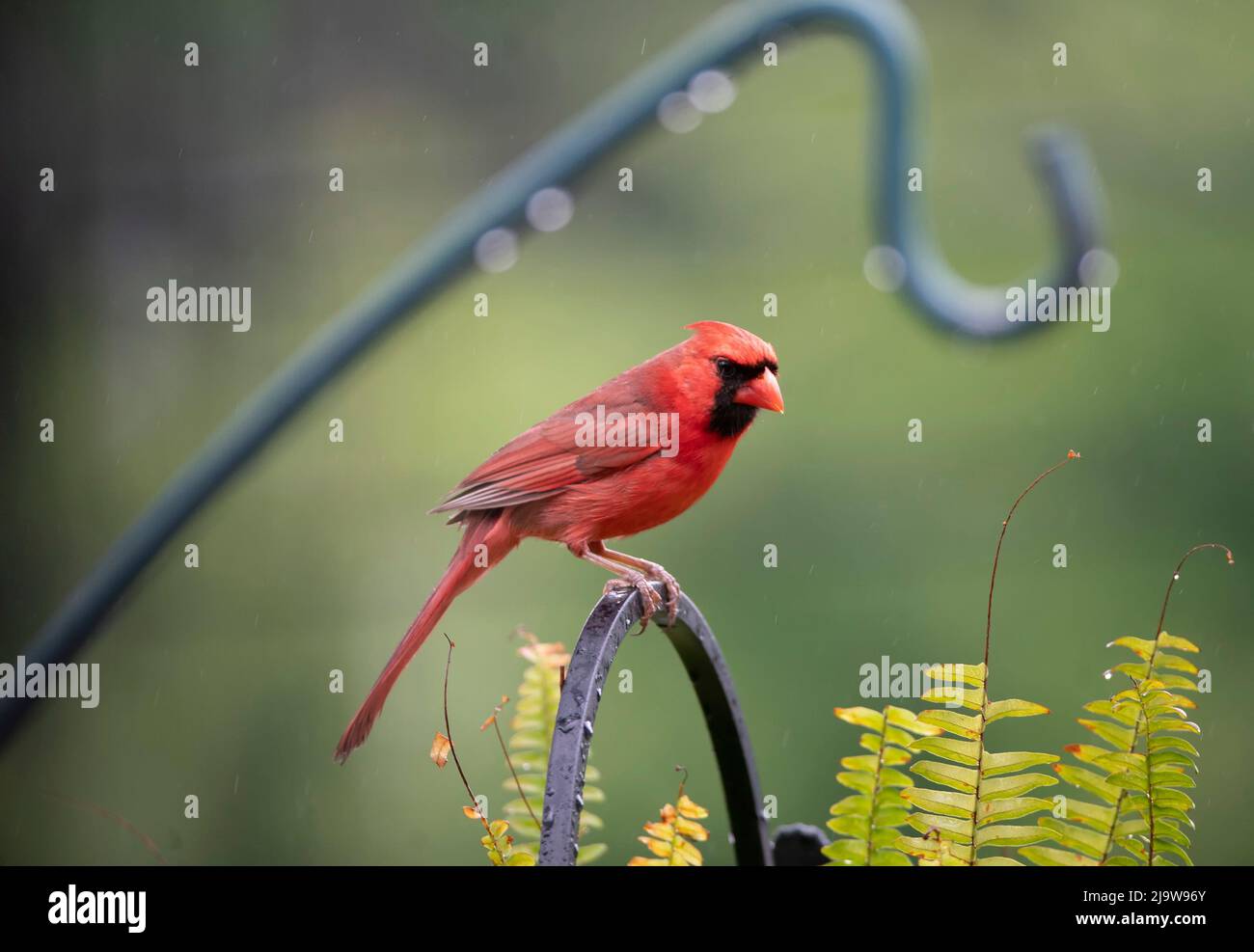 Bar poses hi-res stock photography and images - Alamy