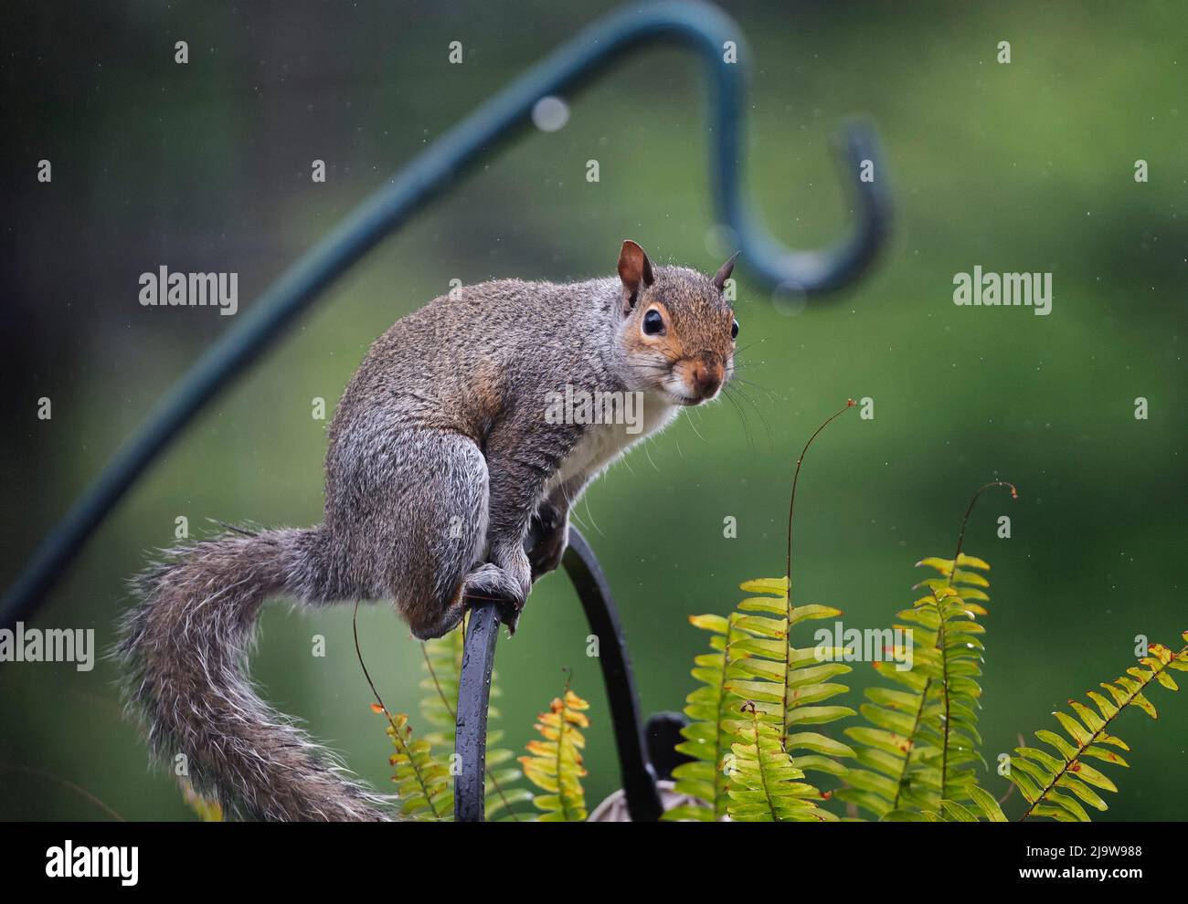 A Squirrel poses on a bent metal perch Stock Photo - Alamy
