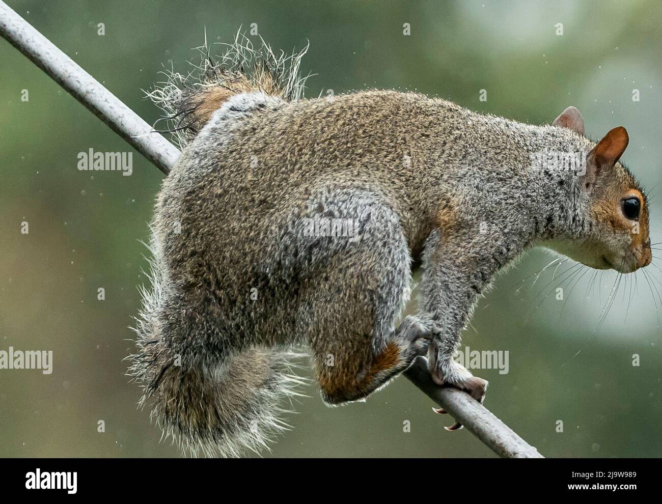 Squirrel on the bird bath hi-res stock photography and images - Alamy
