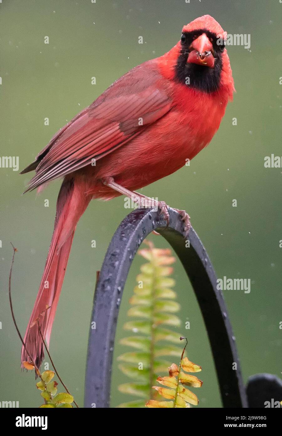 Northern Cardinal poses on a curving metal bar Stock Photo - Alamy