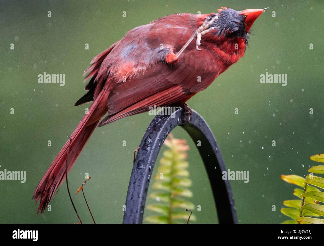 Bar poses hi-res stock photography and images - Alamy