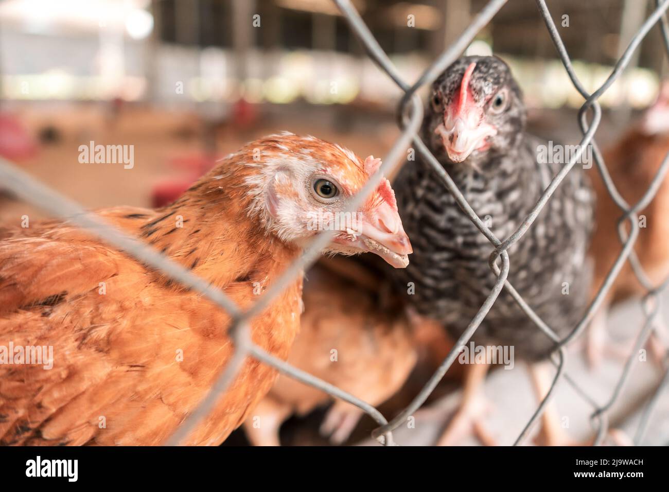 Creole chickens in a chicken coop in Matagalpa, Nicaragua. Poultry ...