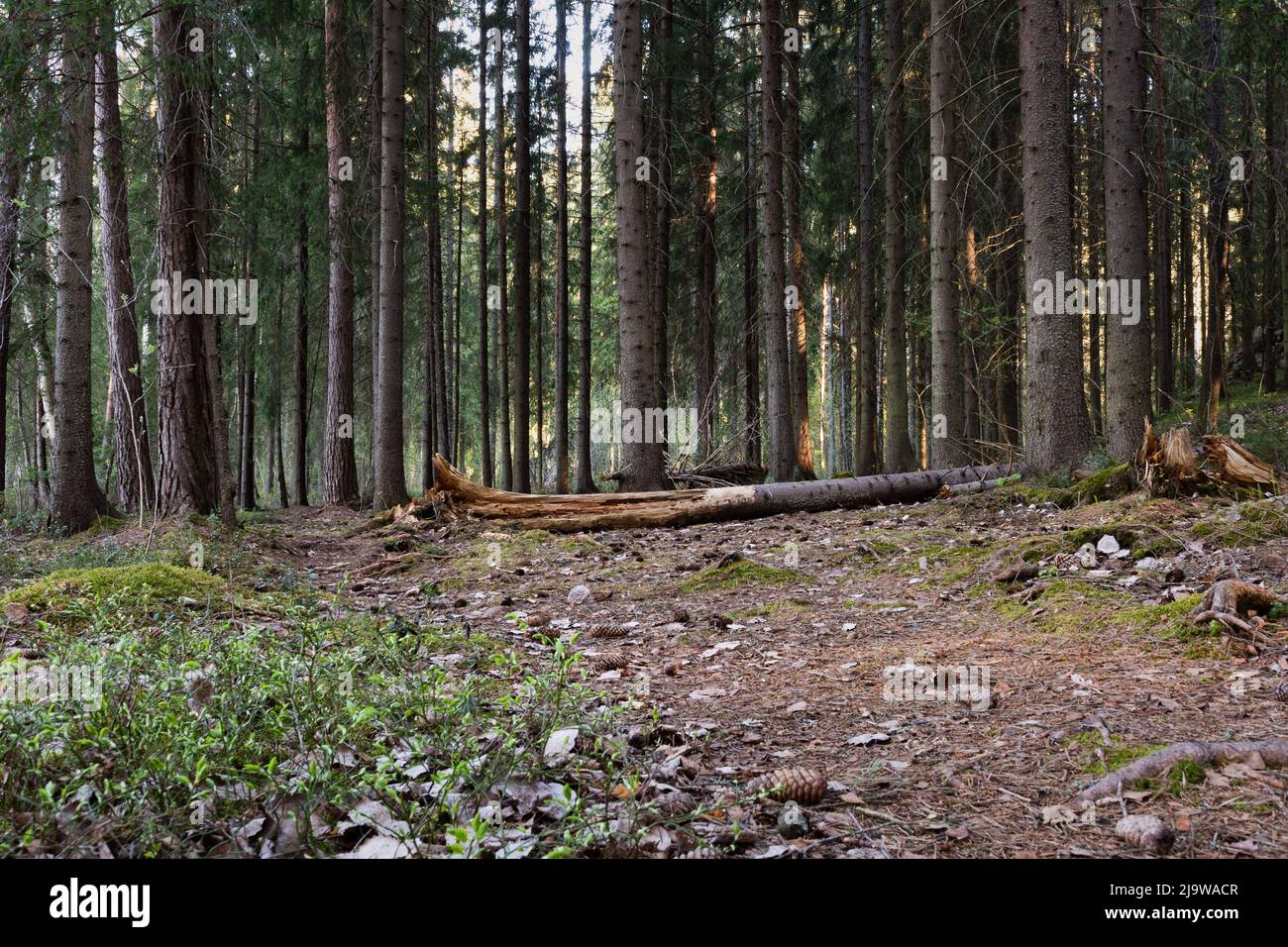 Forest view on an early summer day with fallen tree around Lake ...