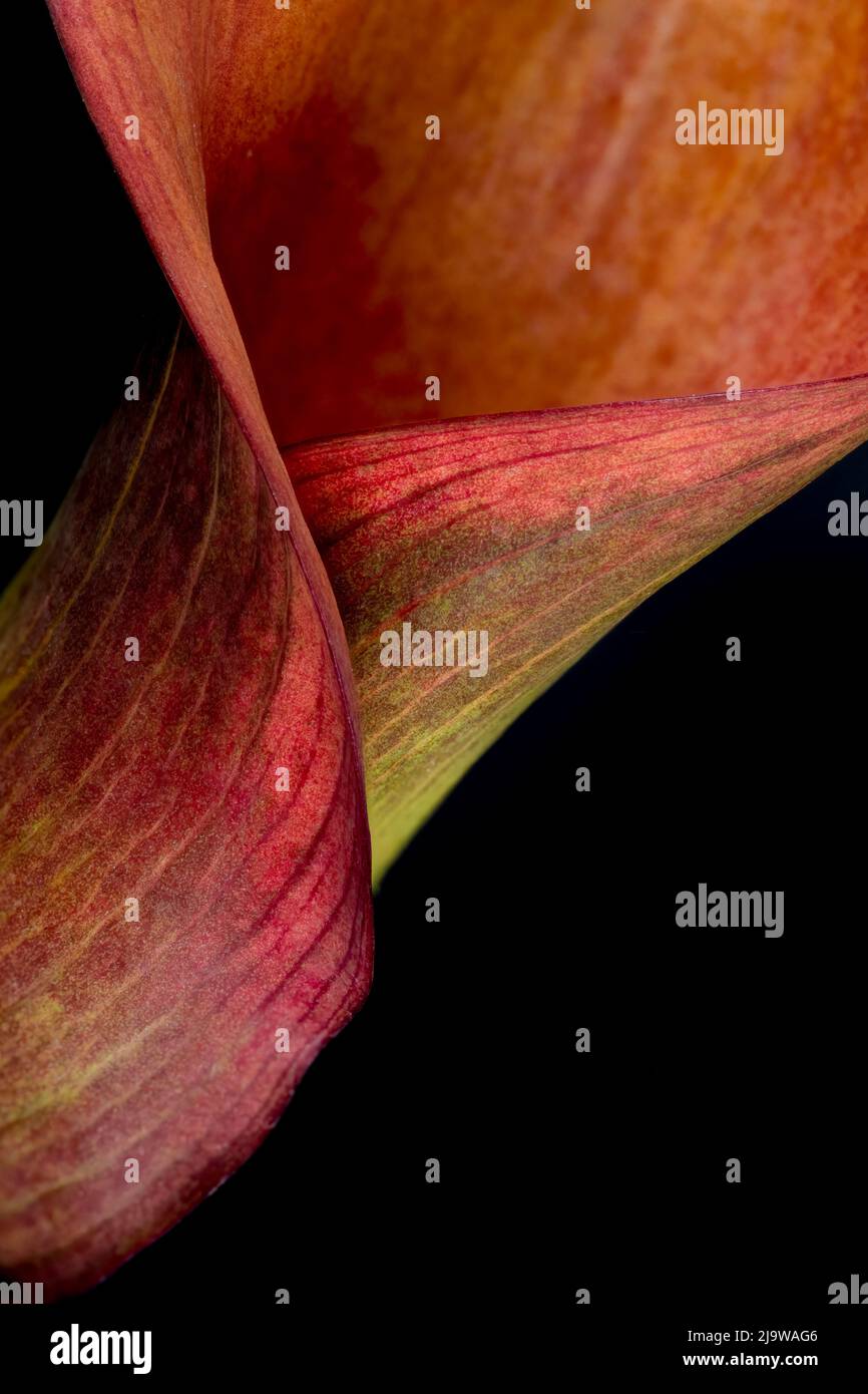 Gorgeous colours and dramatic shapes of a red Calla Lily flower ...