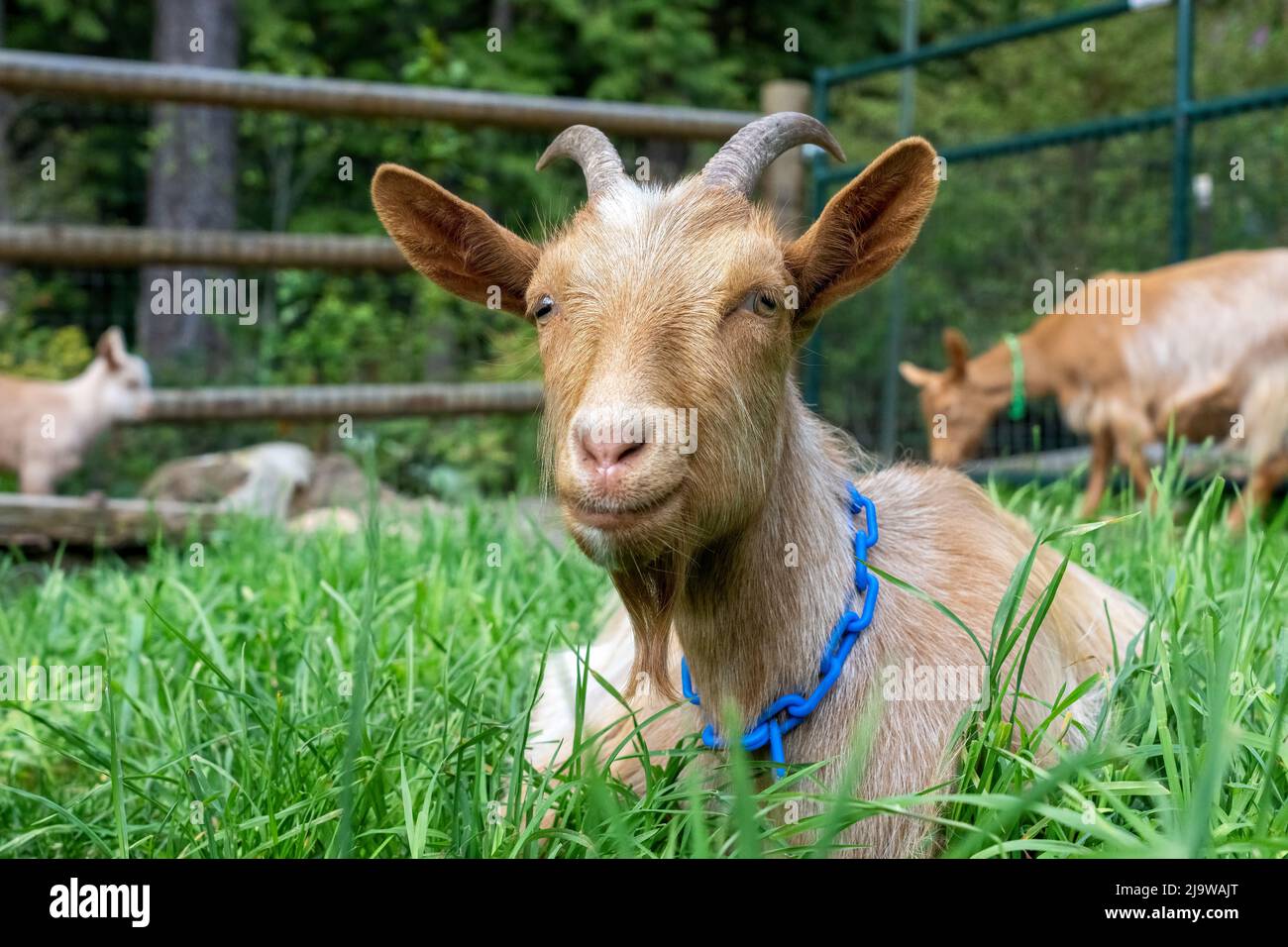 Enclosure season lying hi-res stock photography and images - Alamy