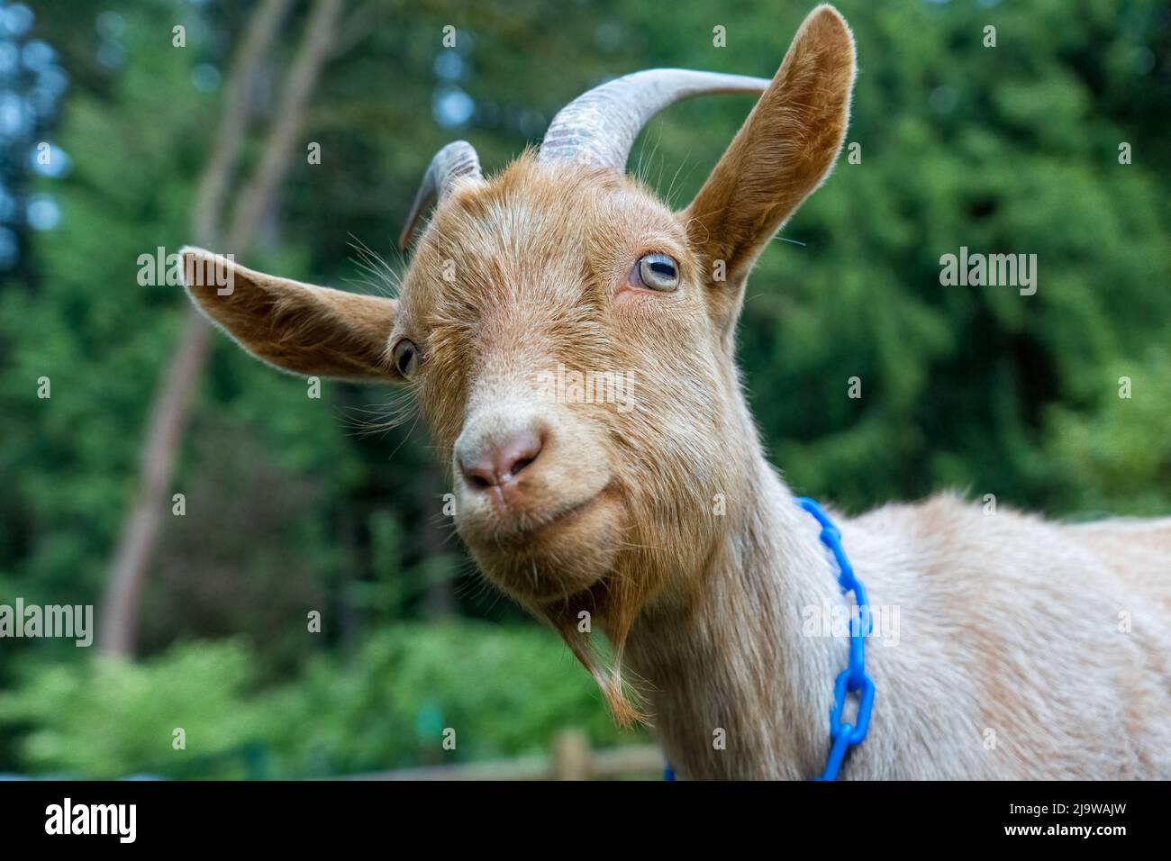 Issaquah, Washington, USA. Portrait of a male Guernsey Goat resting ...