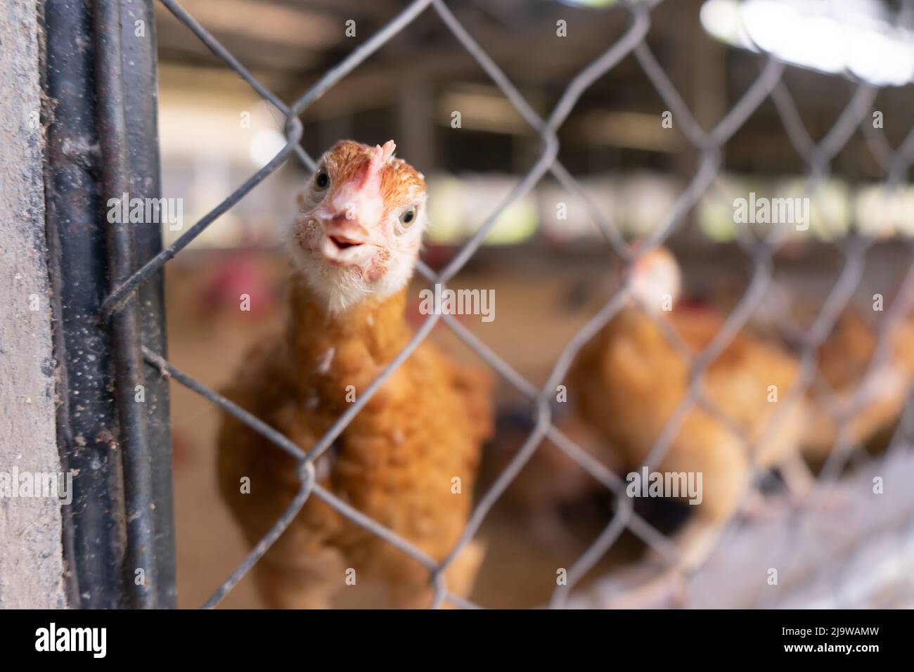 Young Creole hen showing her head to see through a metal mesh in a ...