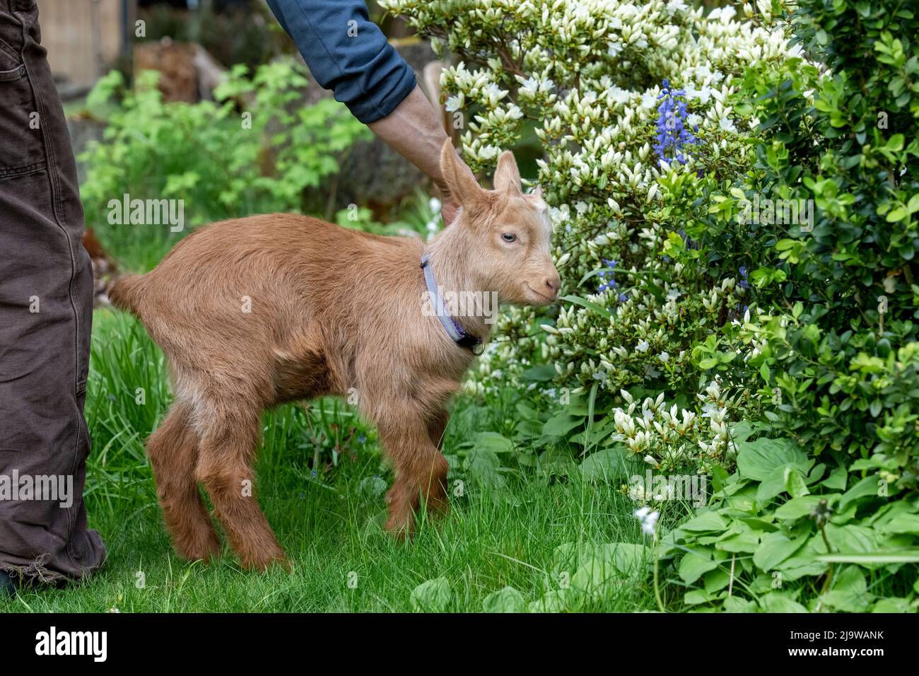 Issaquah, Washington, USA. Three week old male Guernsey Goat kid ...