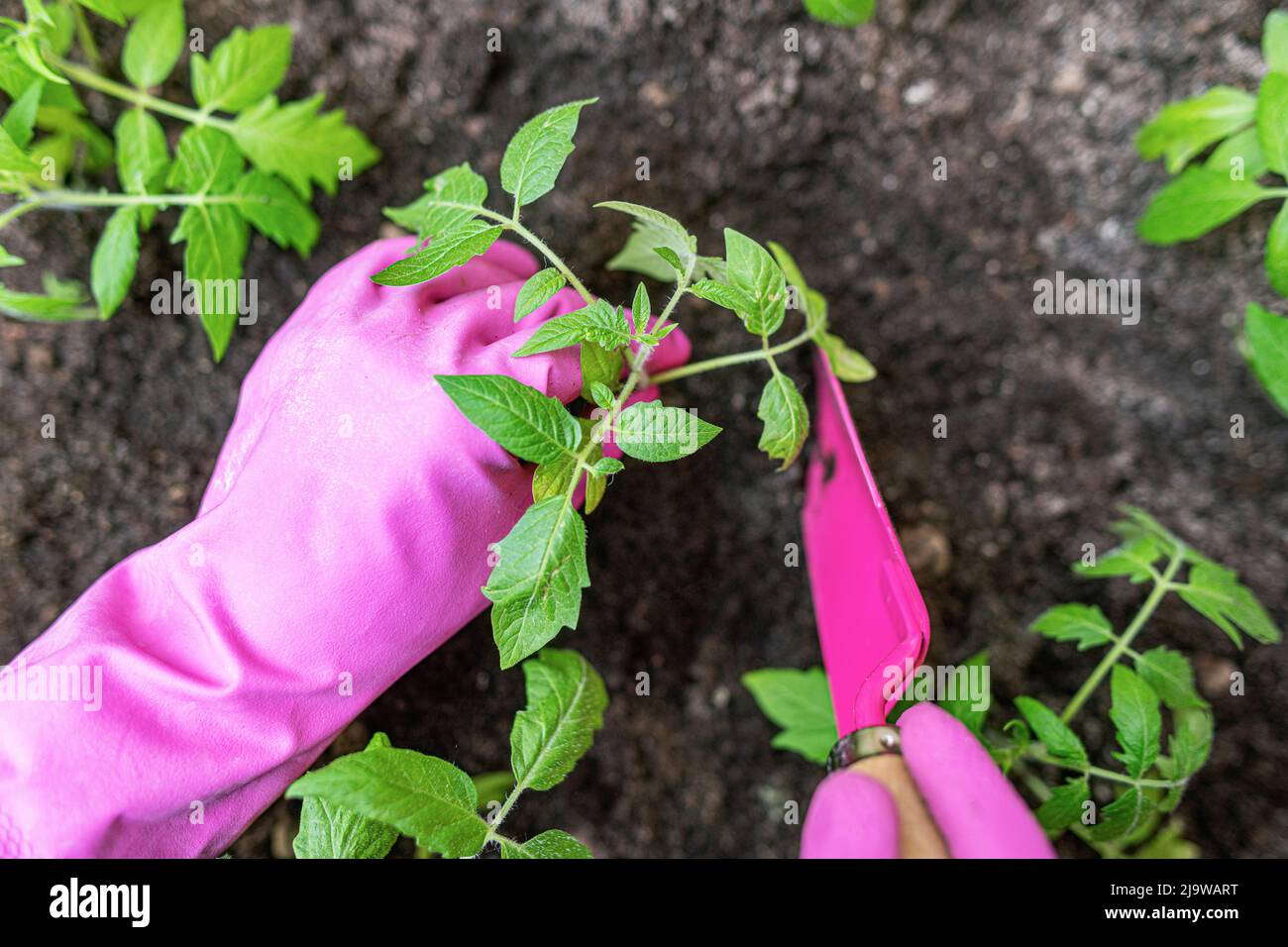 Human hands is planting tomatoes in the ground in her garden Stock ...