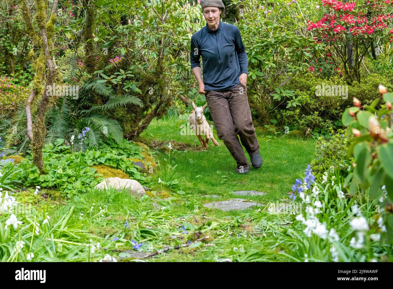 Issaquah, Washington, USA. Three week old male Guernsey Goat kid ...