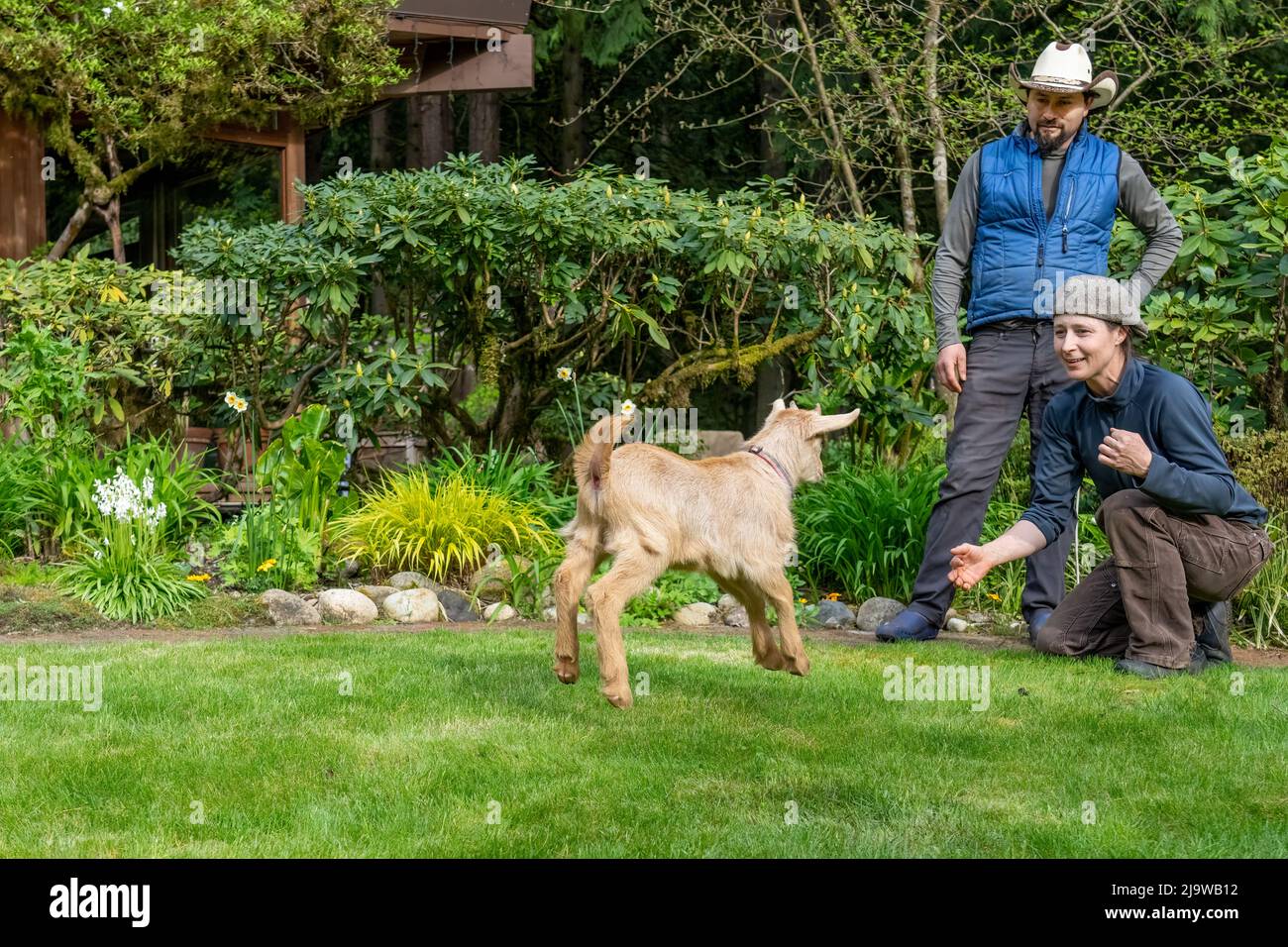 Issaquah, Washington, USA. Three week old male Guernsey Goat kid ...