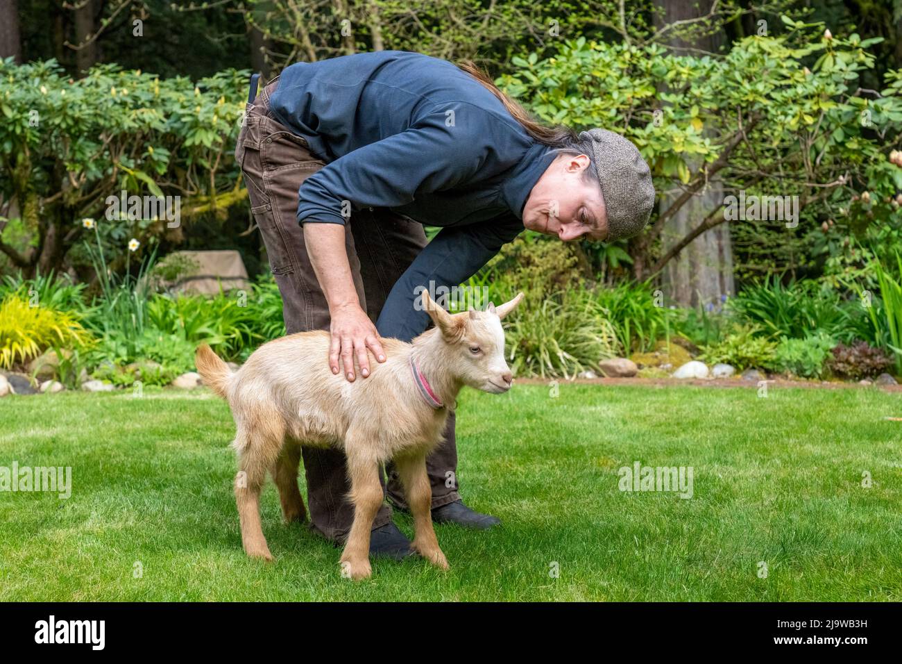 Issaquah, Washington, USA. Three week old male Guernsey Goat kid ...