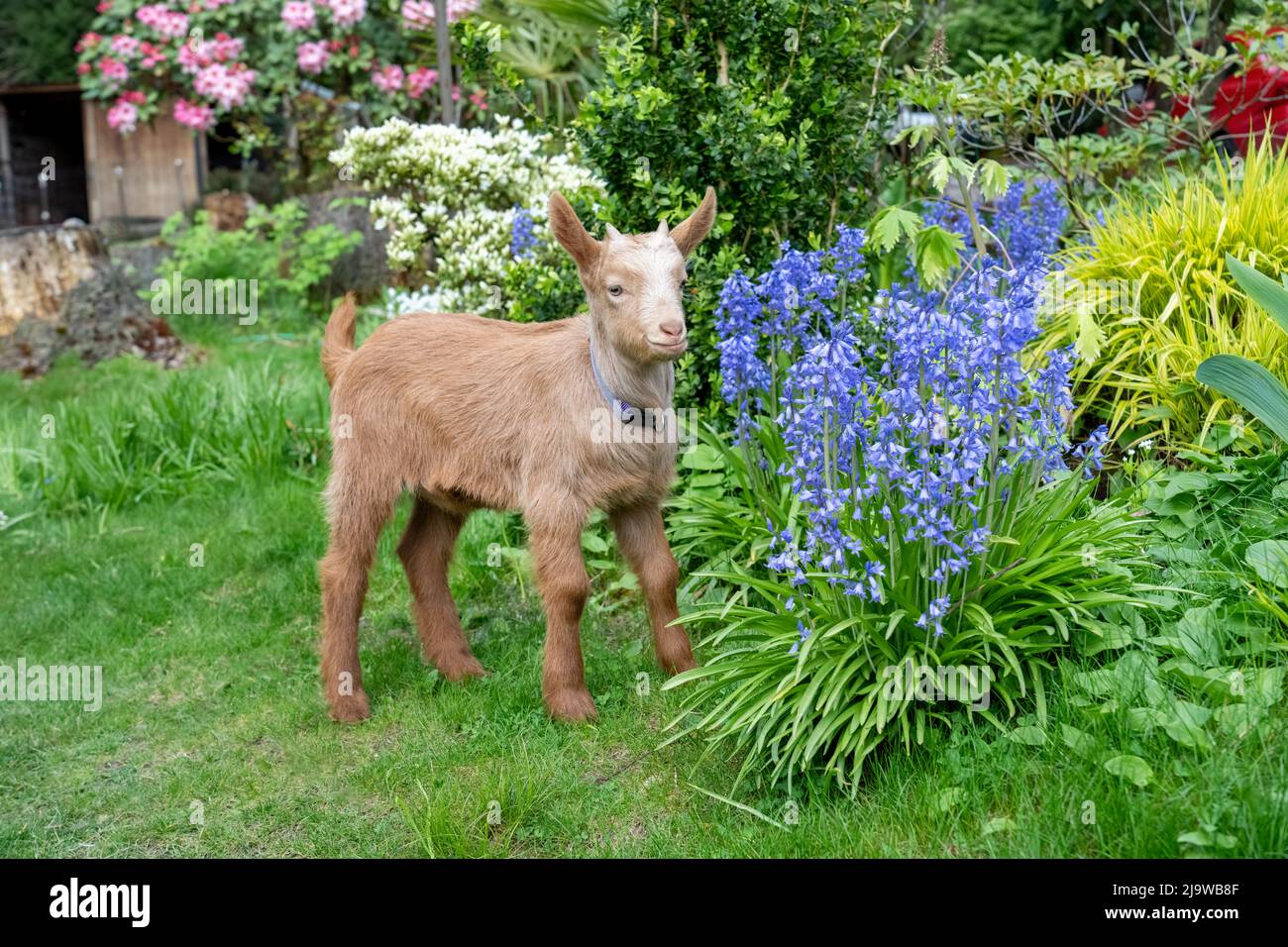 Issaquah, Washington, USA. Three week old male Guernsey Goat kid ...