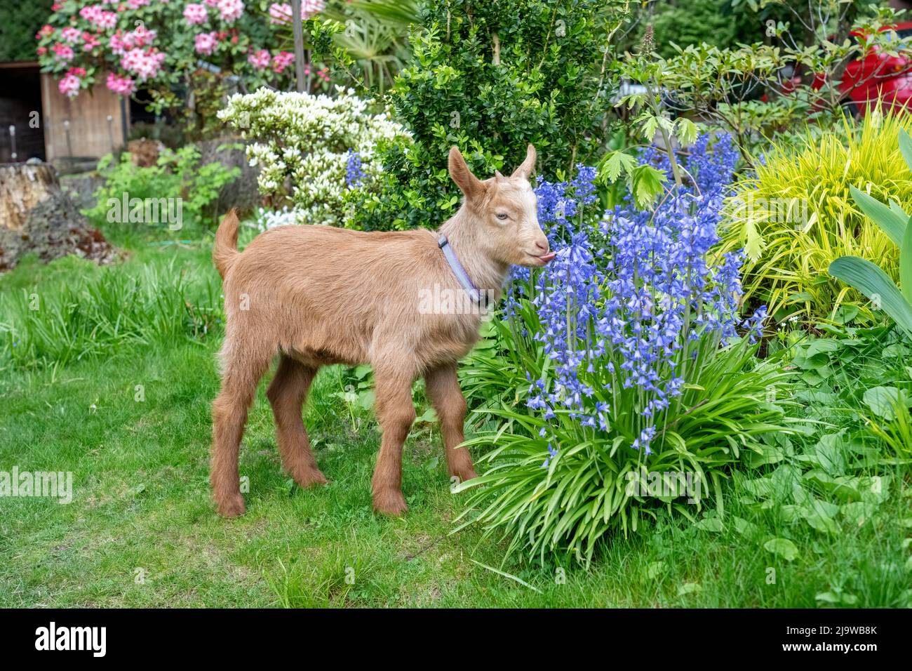 Baby goat standing up hi-res stock photography and images - Alamy