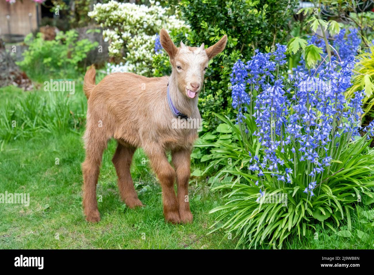 Issaquah, Washington, USA. Three week old male Guernsey Goat kid with ...