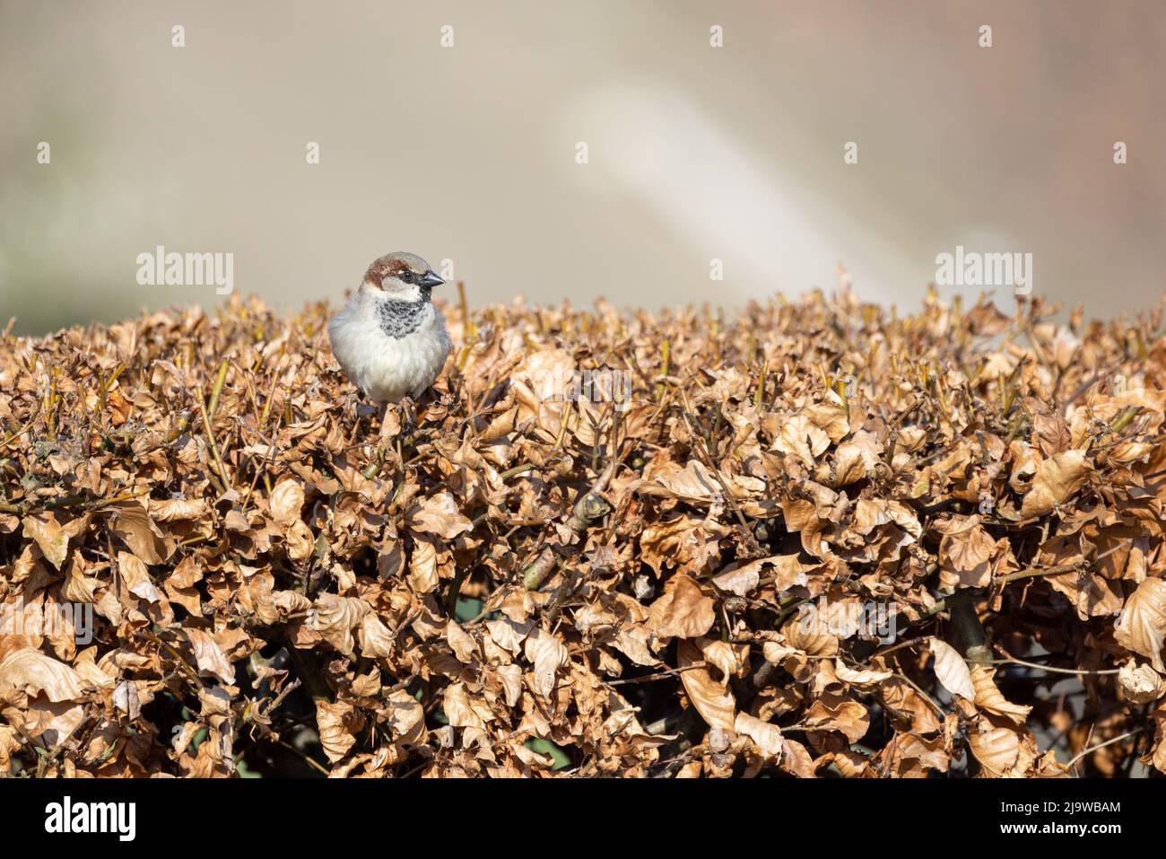 Male female house sparrow perched hi-res stock photography and images ...
