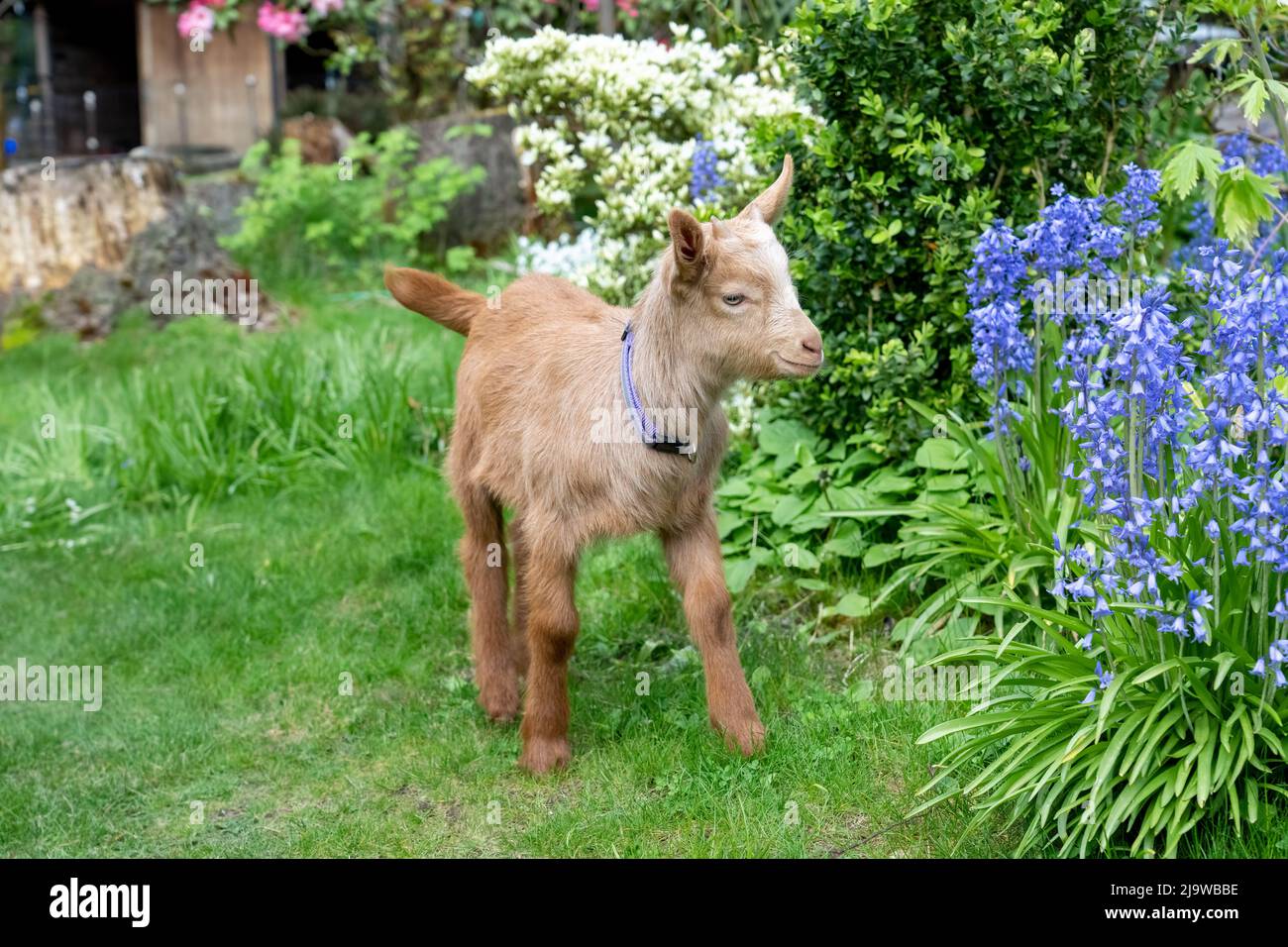 Young goat flowers hi-res stock photography and images - Alamy