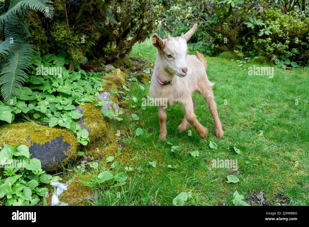 Walking a goat hi-res stock photography and images - Alamy
