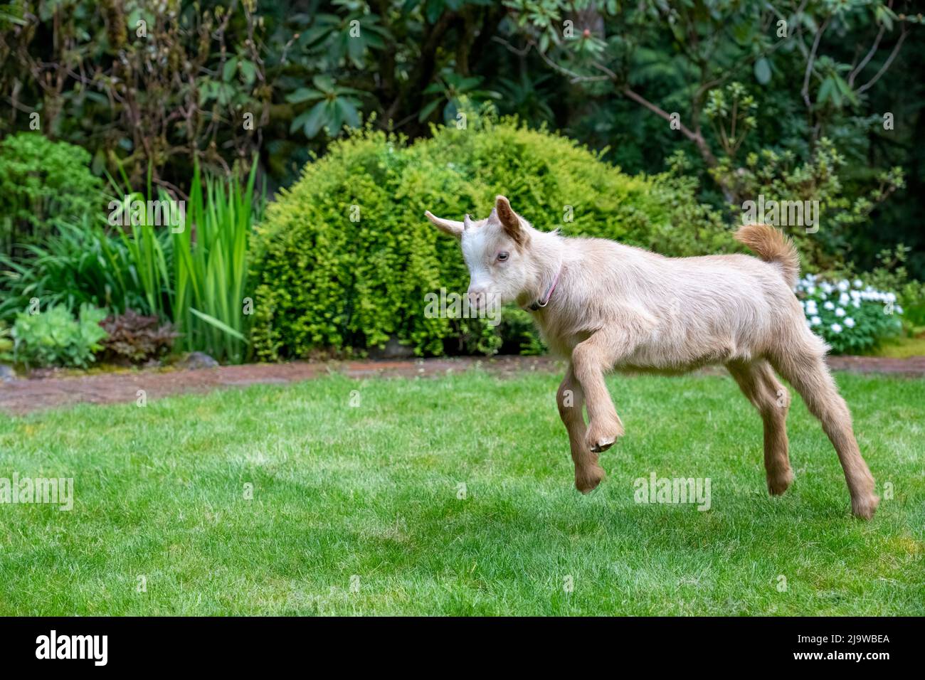 Goat baby leaping hi-res stock photography and images - Alamy