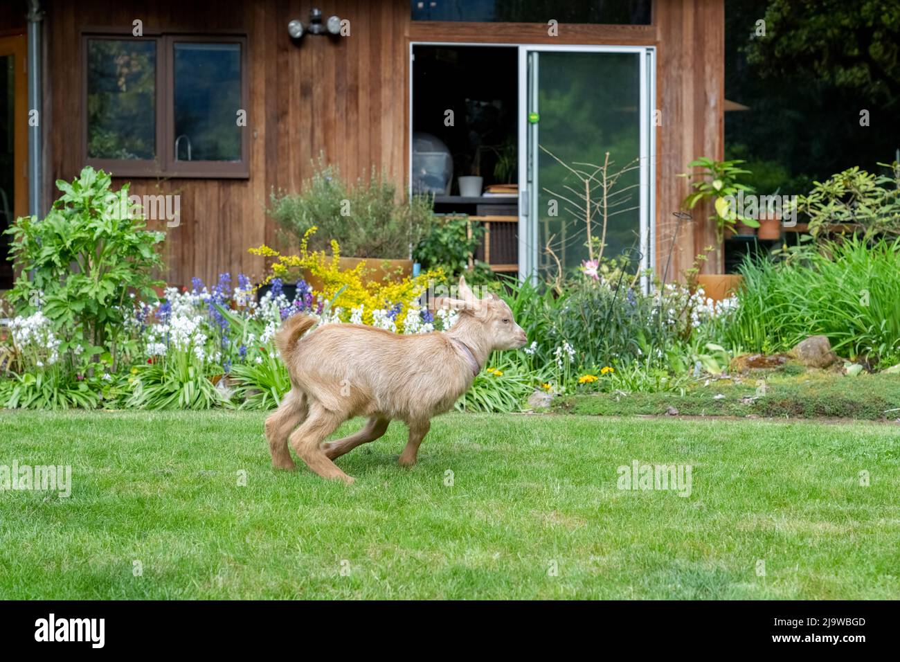 Goat running hi-res stock photography and images - Alamy