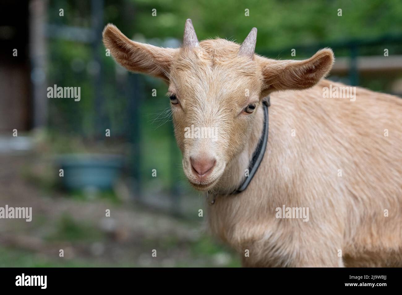 Issaquah, Washington, USA. Portrait of a three week old male Guernsey ...