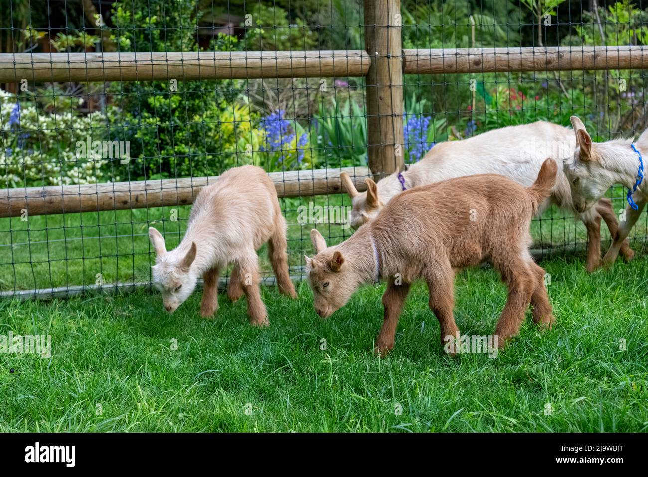 Male goat and female goat barnyard hi-res stock photography and images ...