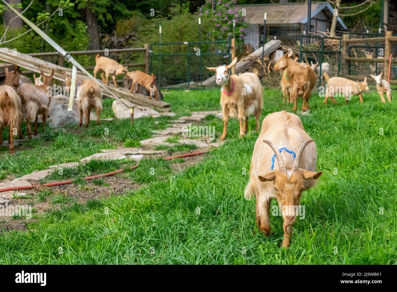 Issaquah, Washington, USA. Paddock of Golden Guernsey goats, including ...