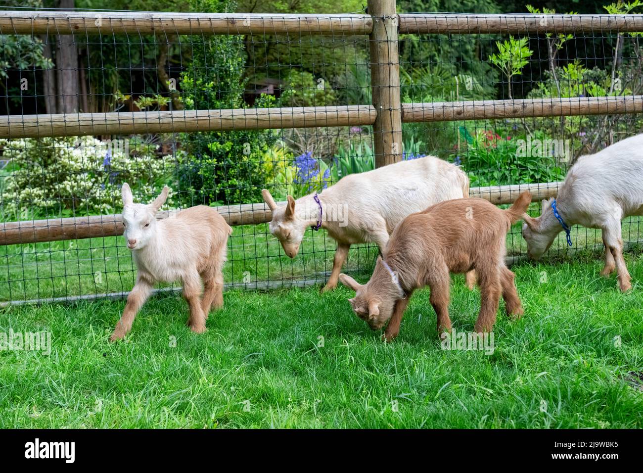 Male goat and female goat barnyard hi-res stock photography and images ...