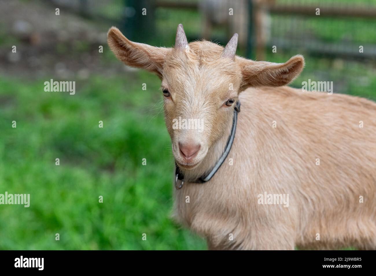 Issaquah, Washington, USA. Portrait of a three week old male Guernsey ...