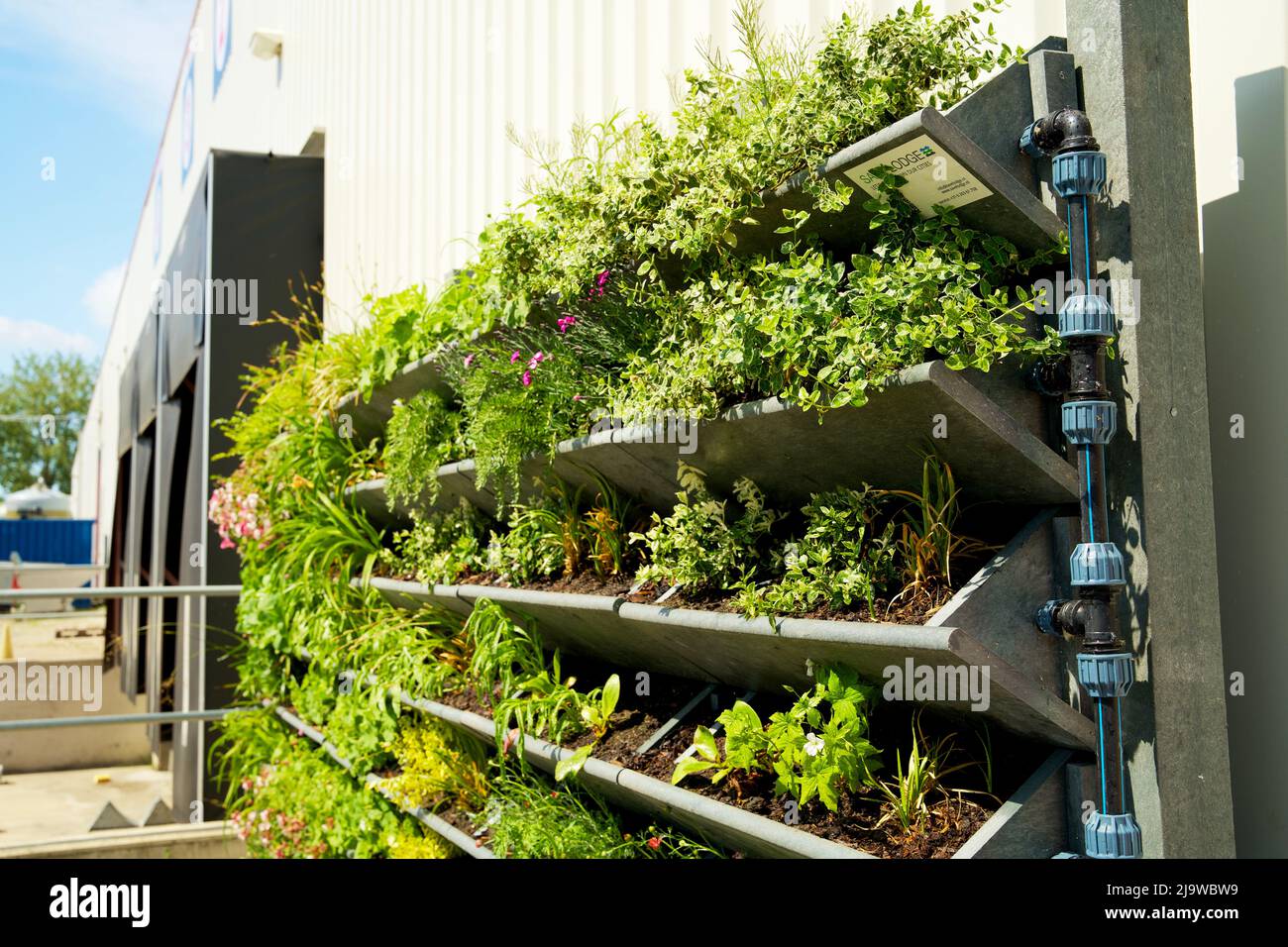Vertical green facade garden. Living wall for urban greening ...