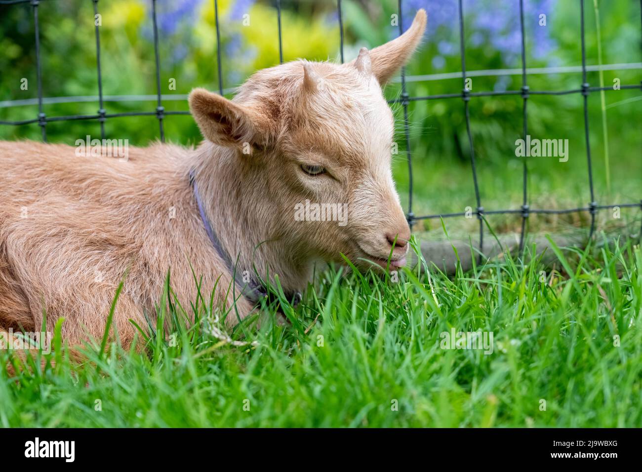 Young goat in enclosure hi-res stock photography and images - Alamy